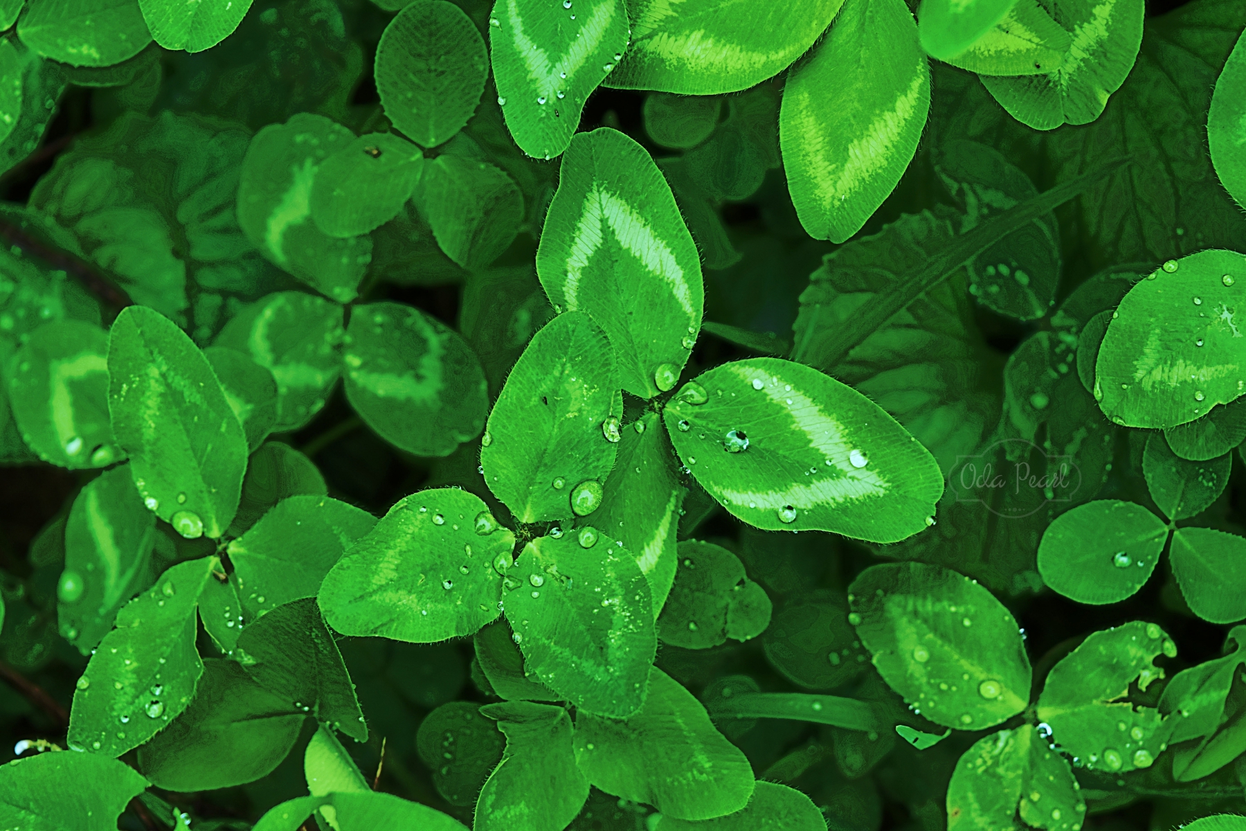 Green Clover – Oda Pearl Photography