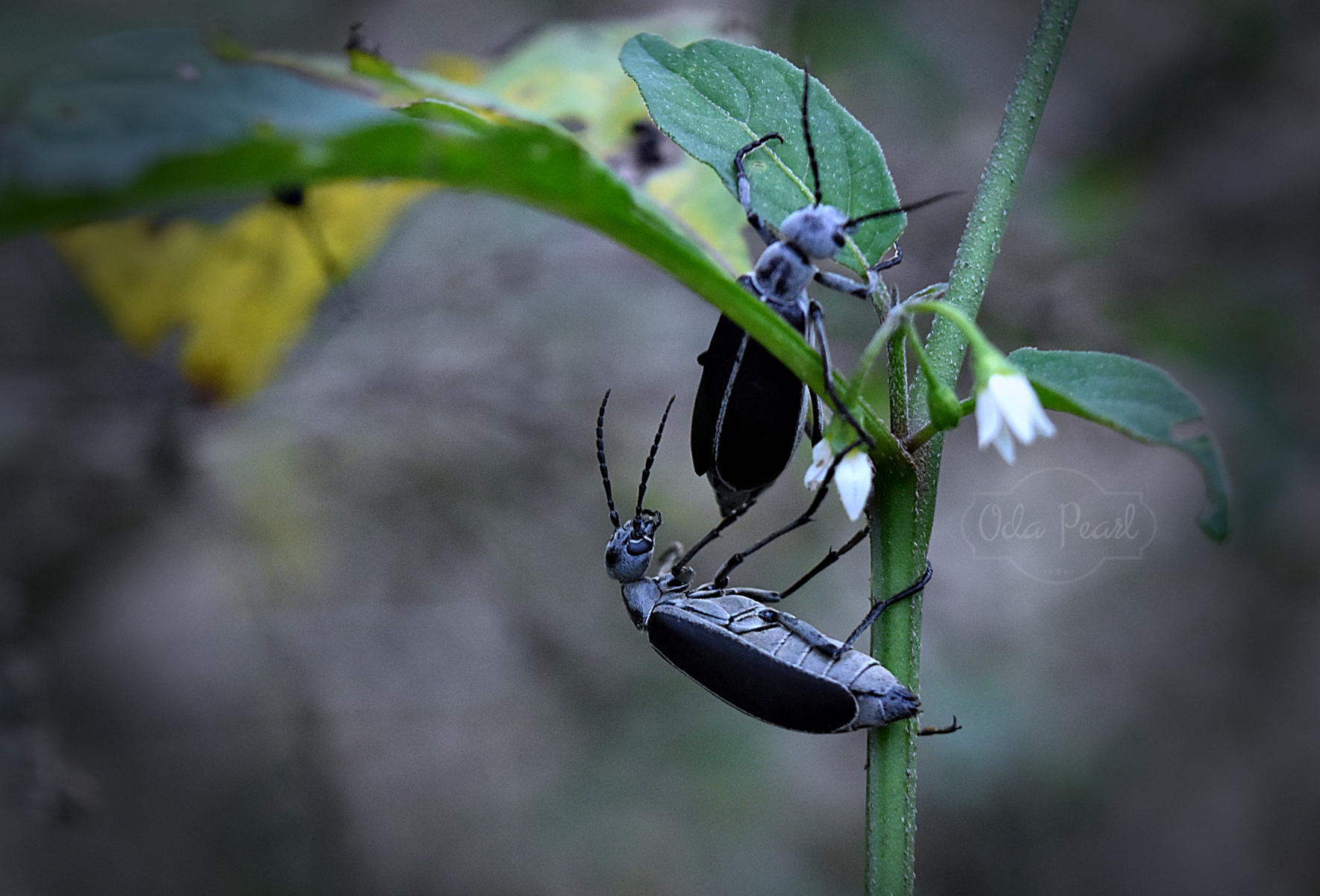 Two Gray Bugs – Oda Pearl Photography