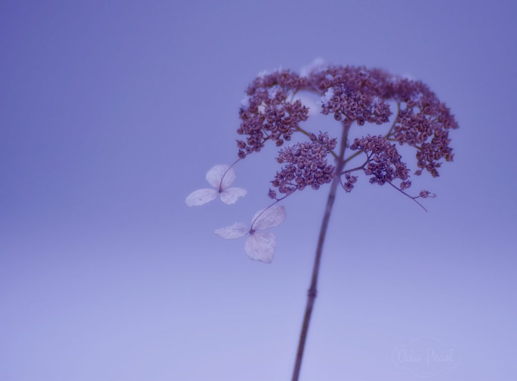 Lavender Weed – Oda Pearl Photography